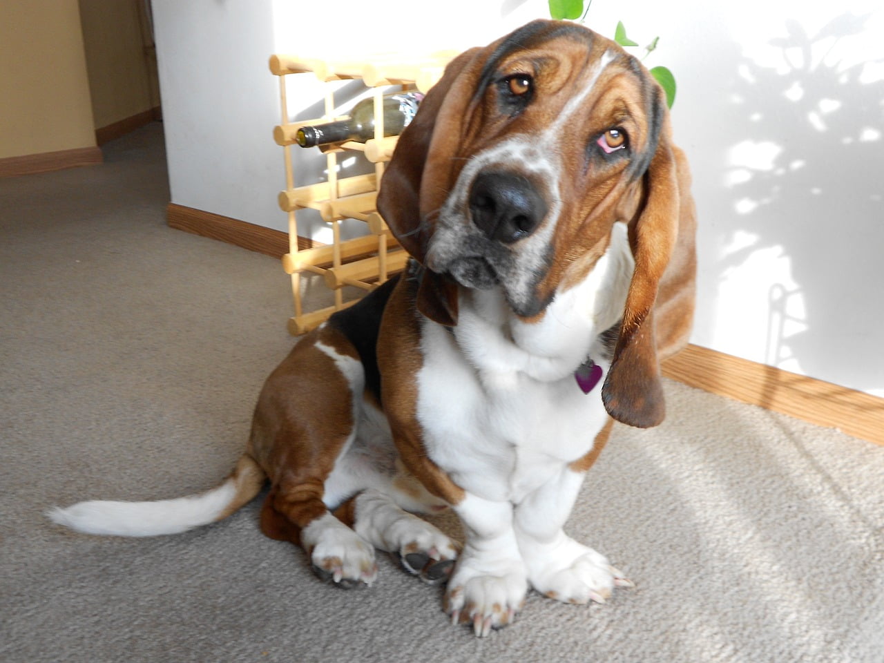 Top 5 Hound Dog Breeds Popular In America » Pets Prodigy